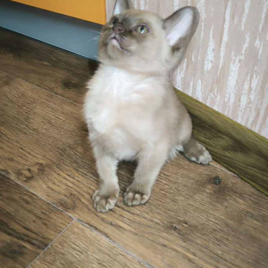 Бурманский котенок