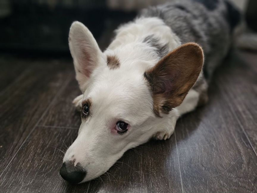 Вельш-корги кардиган мраморный