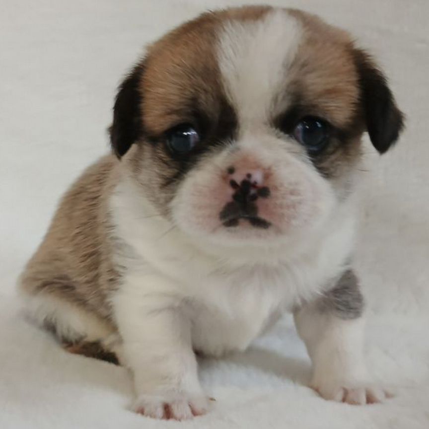 Чихуахуа, щенок