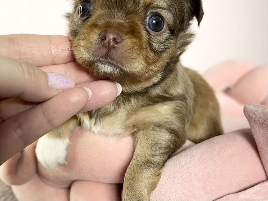 Щенок чихуахуа плюшевый мальчишка