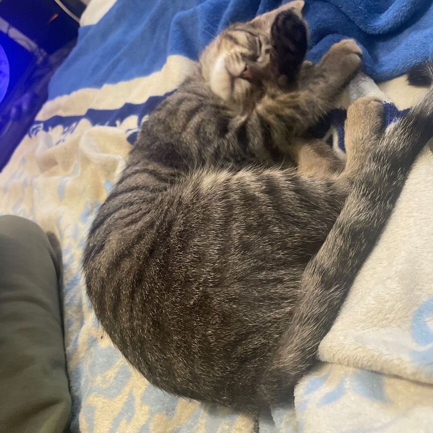 Котёнок в добрые руки