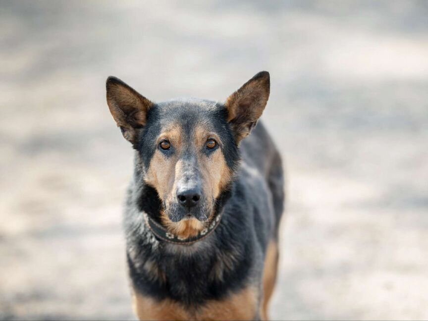 Метис овчарки в добрые руки