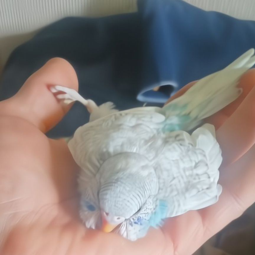 Волнистый попугай