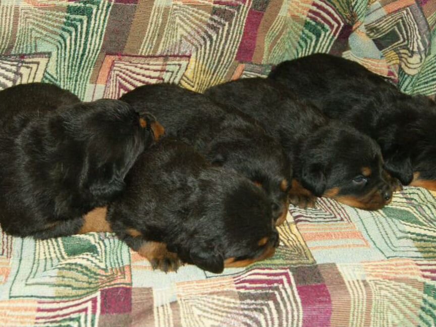 Щенки ротвейлера