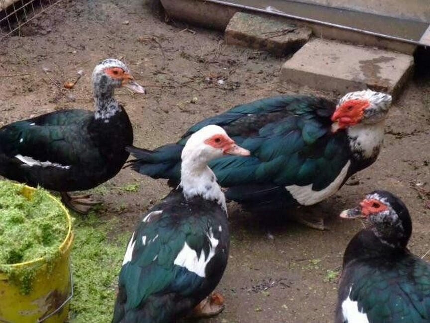 Утки на мясо