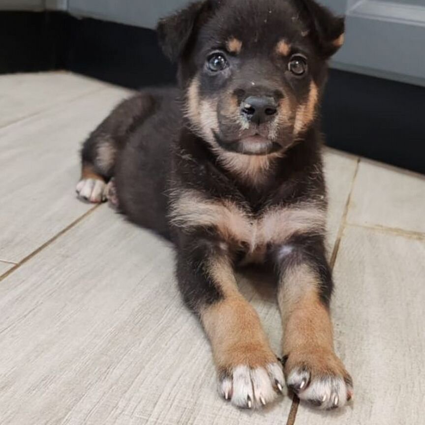 Щенок в добрые руки бесплатно