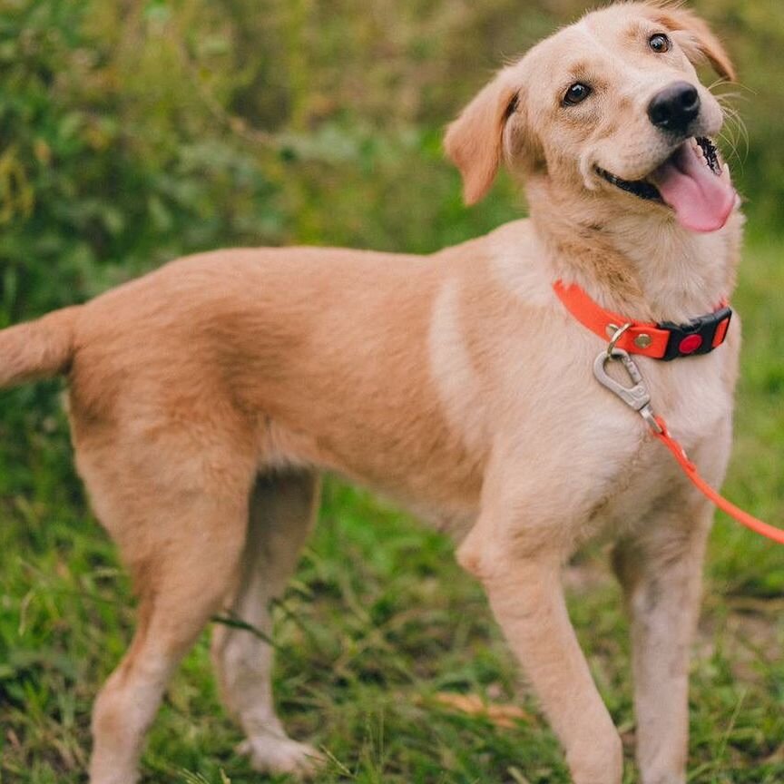 Собака в добрые руки