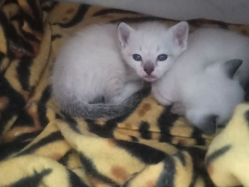 Котята от папы тайца, мама герцогиня дворовая)