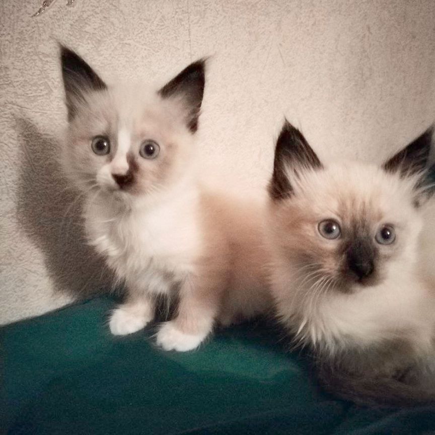 Котята Невской маскарадной