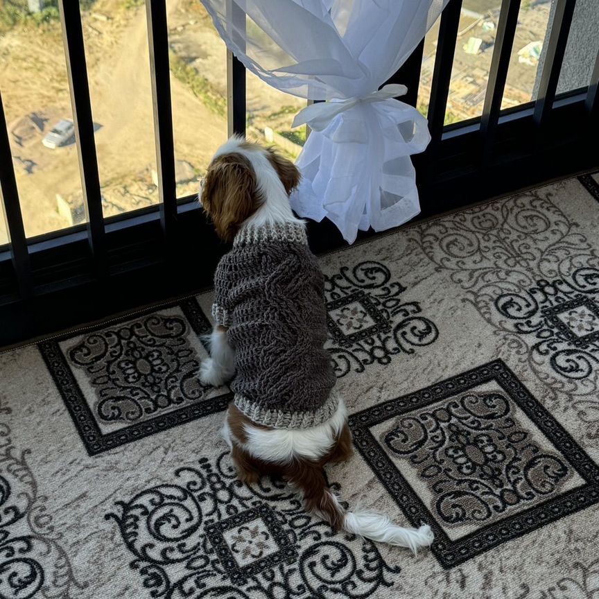 Свитерок для собачки