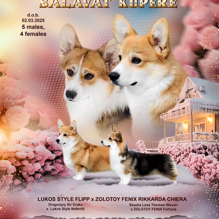 Вельш-корги щенки