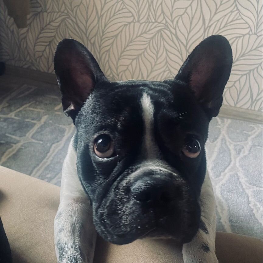 Ищем сучку для развязки французского бульдога