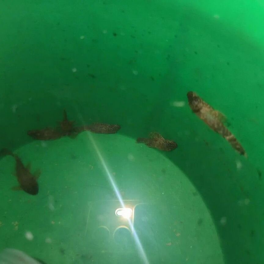 Сом анциструс