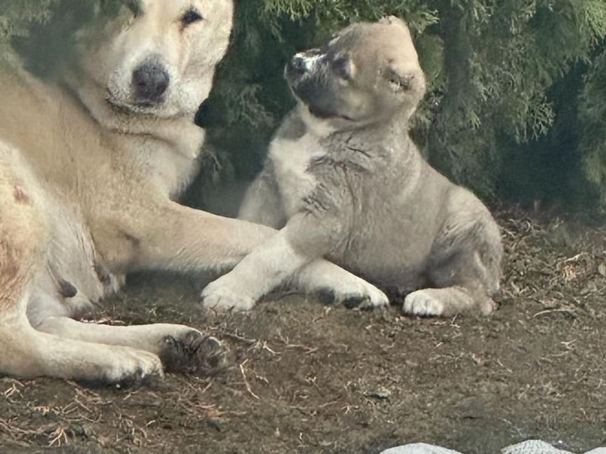 Среднеазиатская овчарка