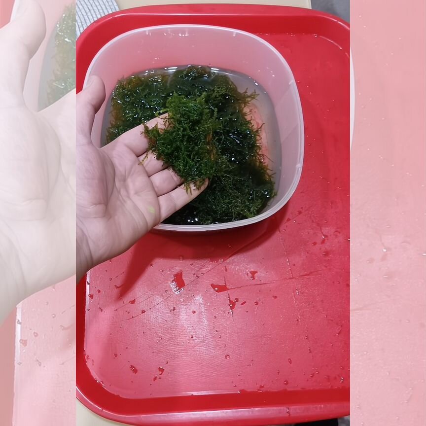 Яванский Мох для аквариума