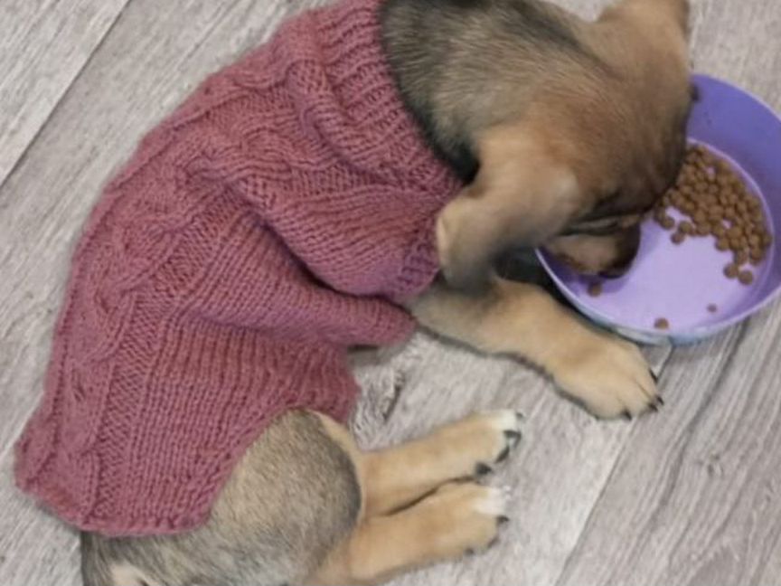 Одежда для маленьких собак