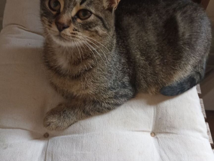 Котенок в добрые руки