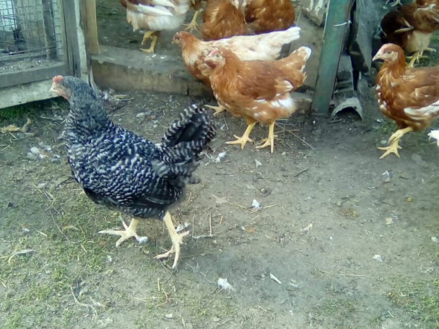 Продаются куры несушки молодняк и цыплята