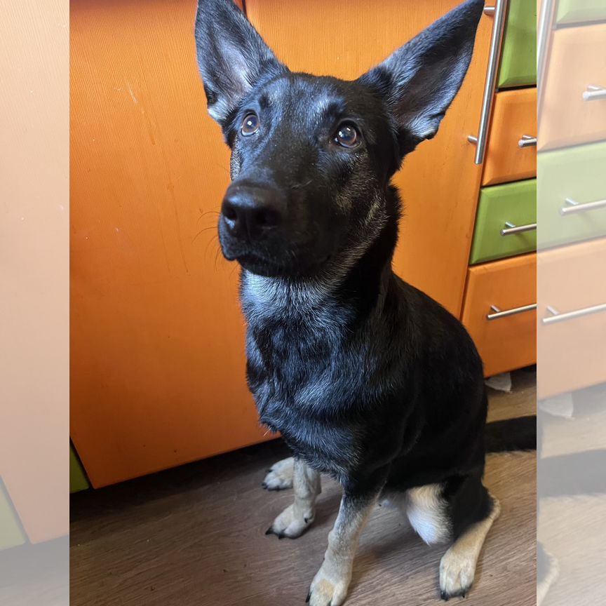 Немецкая овчарка, щенок