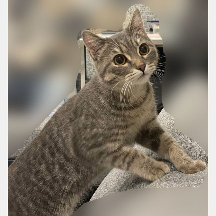Ласковый и умный котик ищет семью