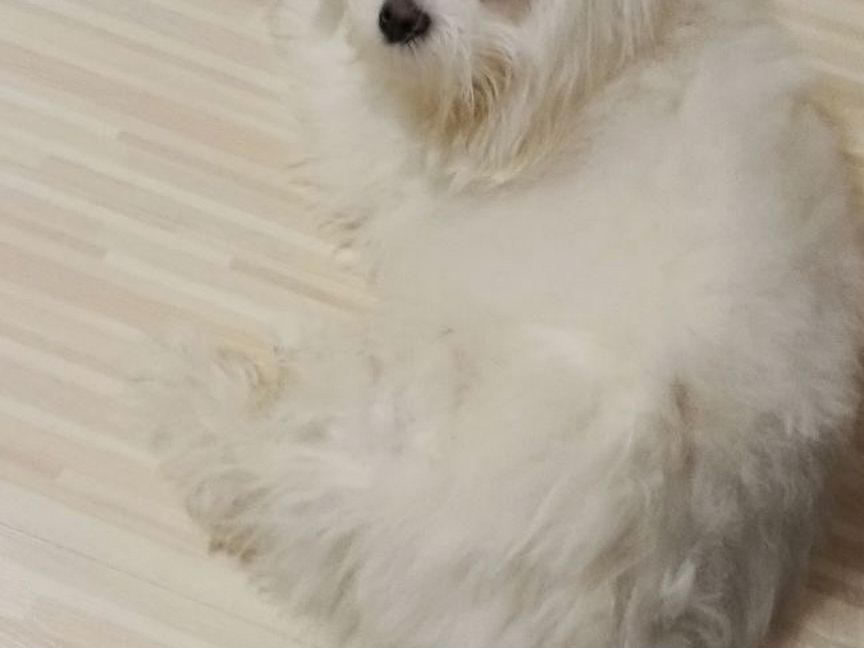 Мальтийская болонка мини