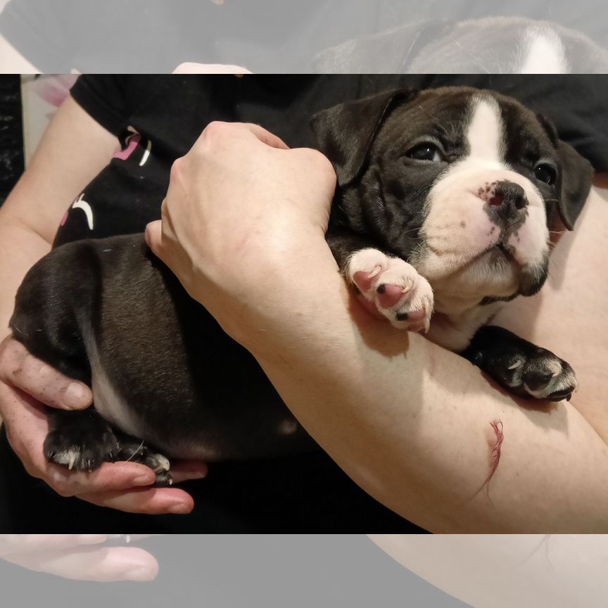 Щенок от частного владельца