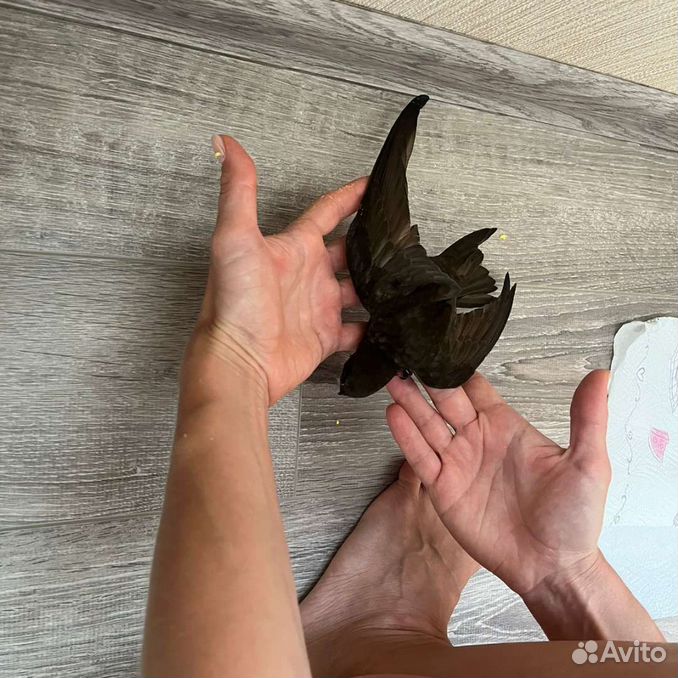 Стриж,ласточка