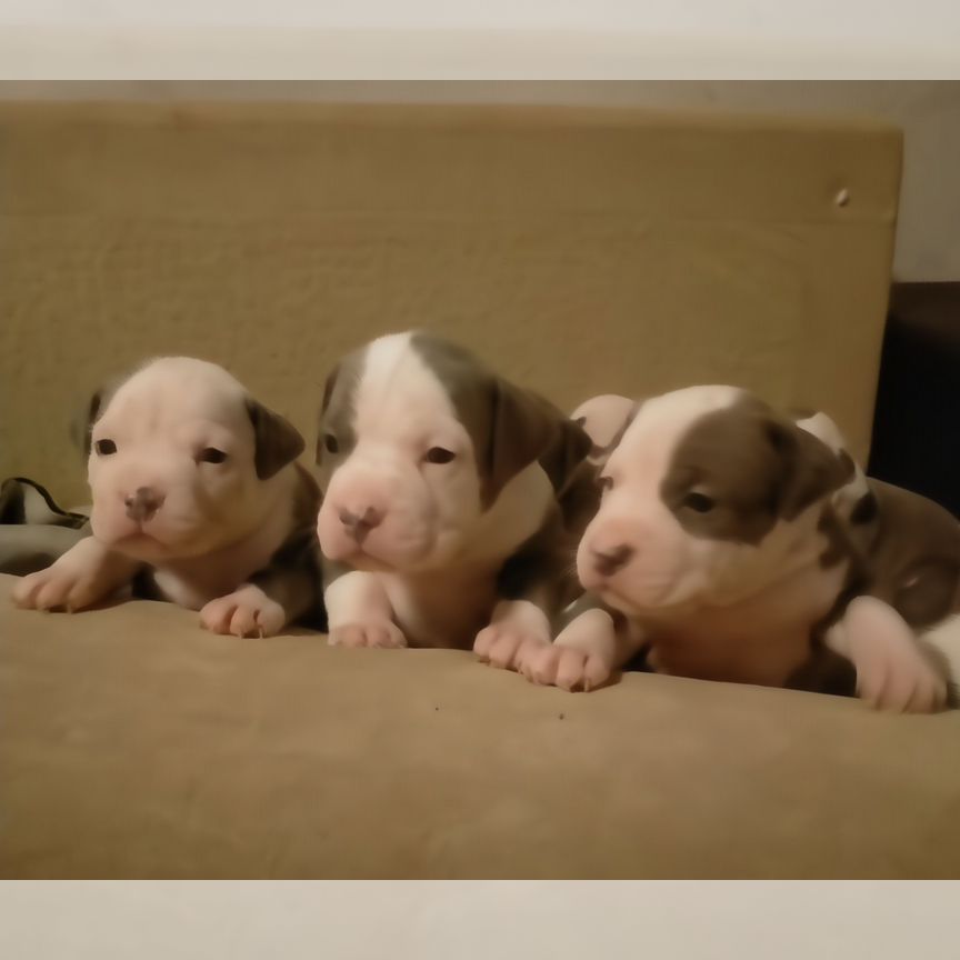 Американский стаффордширский терьер, щенок