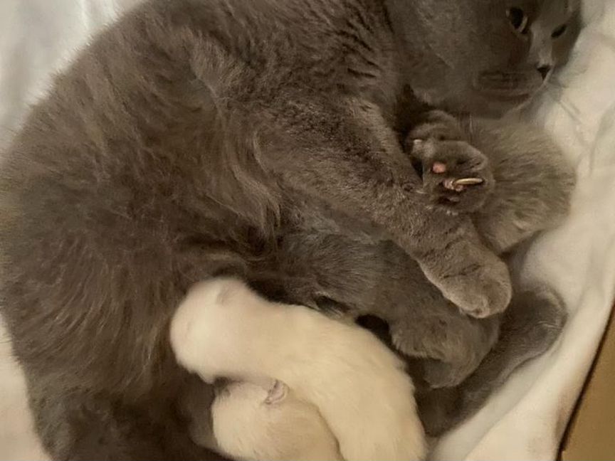 Шотландские котята