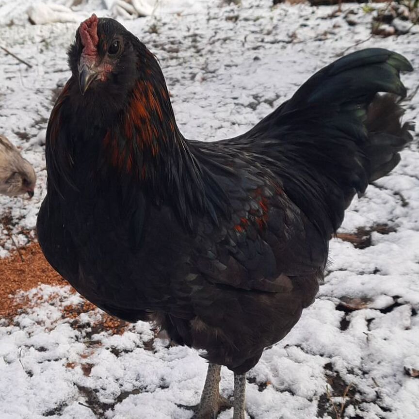 Китайский шелковый, ухейилюй петухи породные