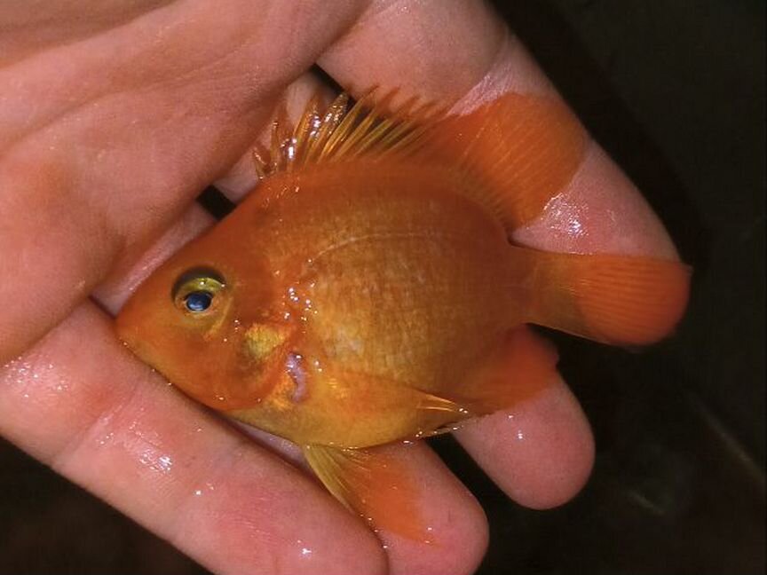 Японский попугай разводной