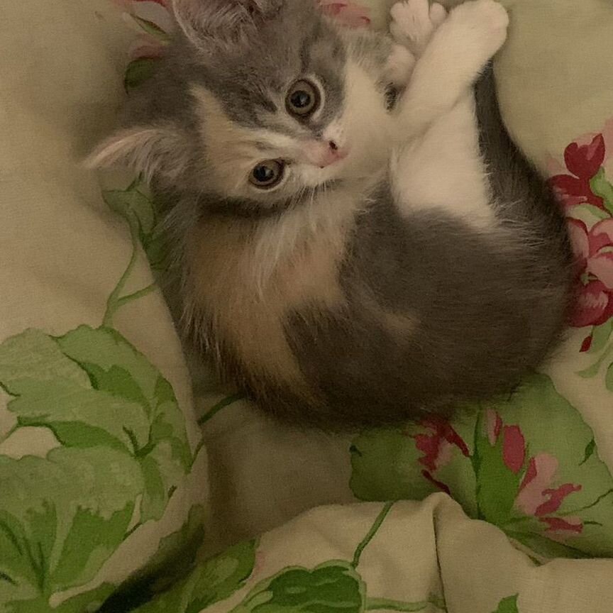 Отдам кошечку в добрые руки, девочке два месяца