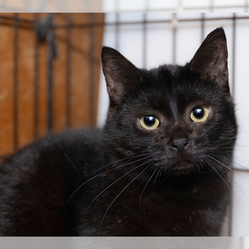 Европейская короткошёрстная, взрослая кошка из приюта