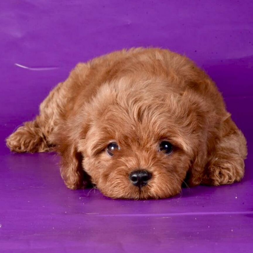 Кавапу, щенок