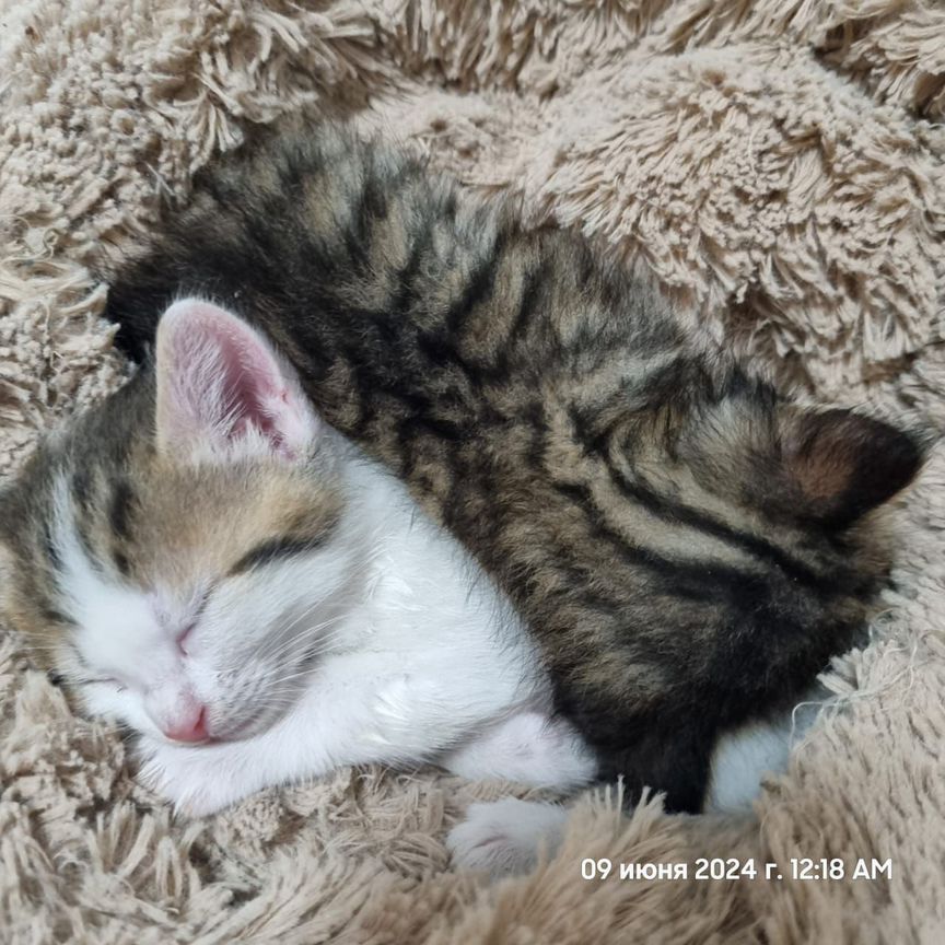 Отдам котенка в добрые руки