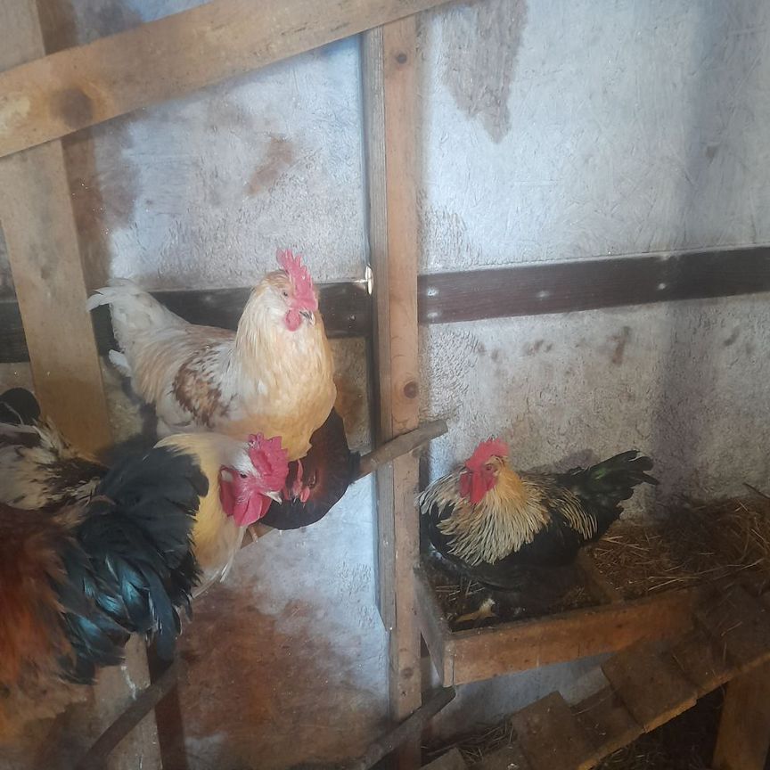 Молодые петухи