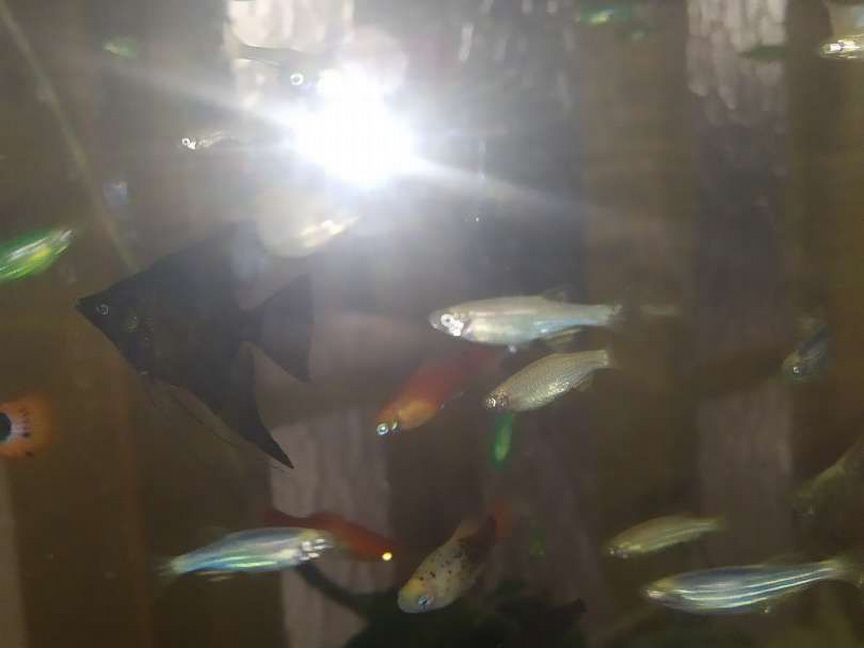 Рыбки данио гло