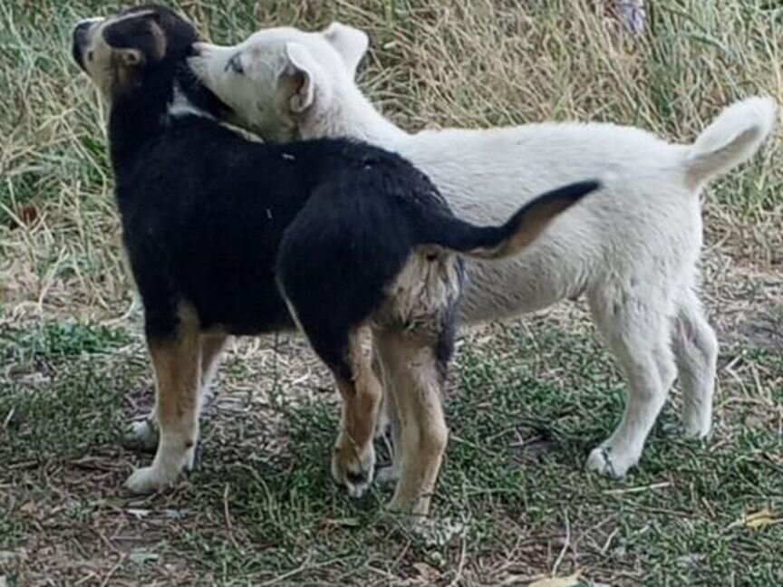 Отдаю щенков бесплатно в хорошие руки