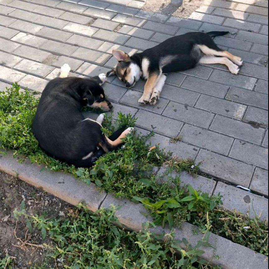 Щенки