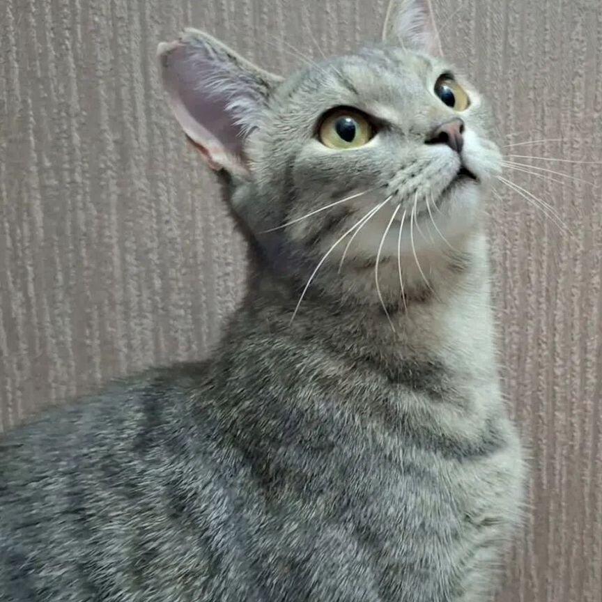 Взрослая, кошка в добрые руки