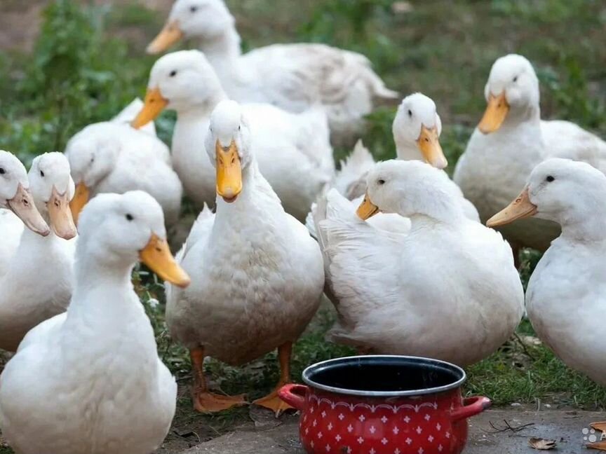 Белковый концентрат для птицы