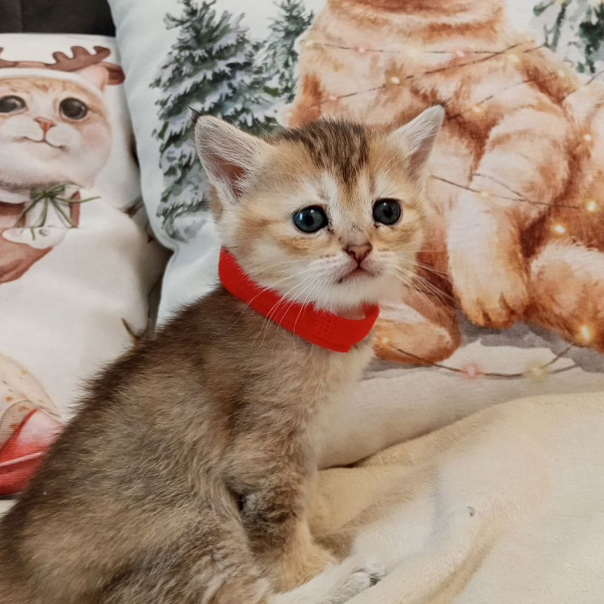 Британский короткошёрстный котёнок