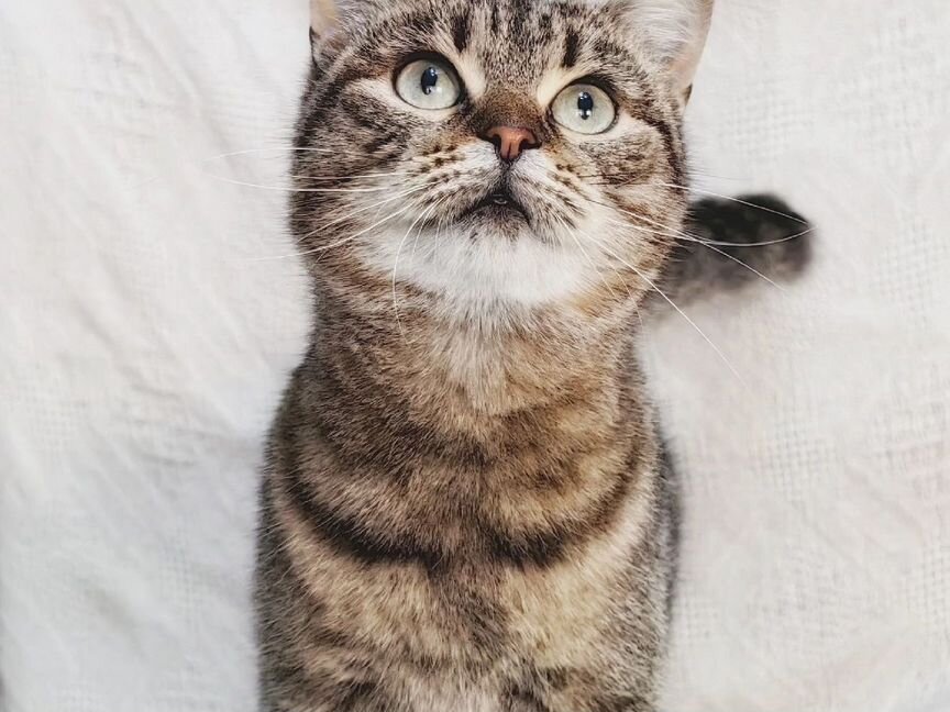 Кошка в дар