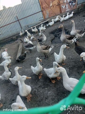 Утки. И куры