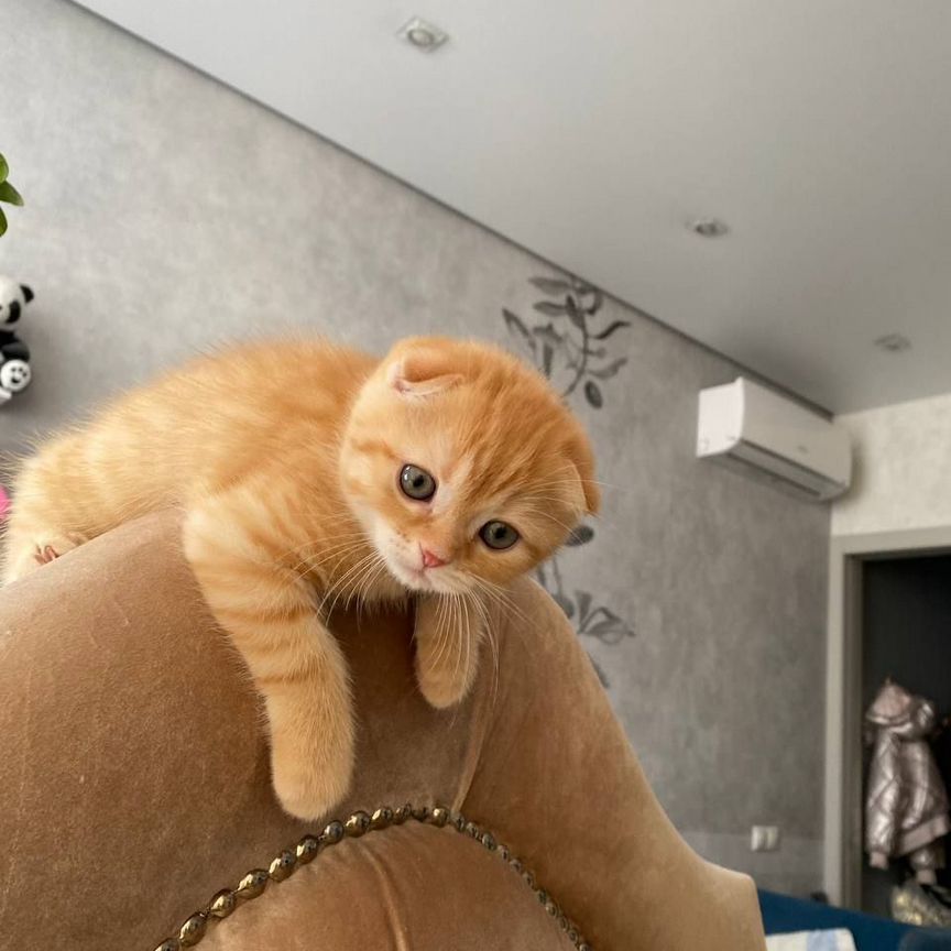Шотландский вислоухий короткошёрстный котёнок