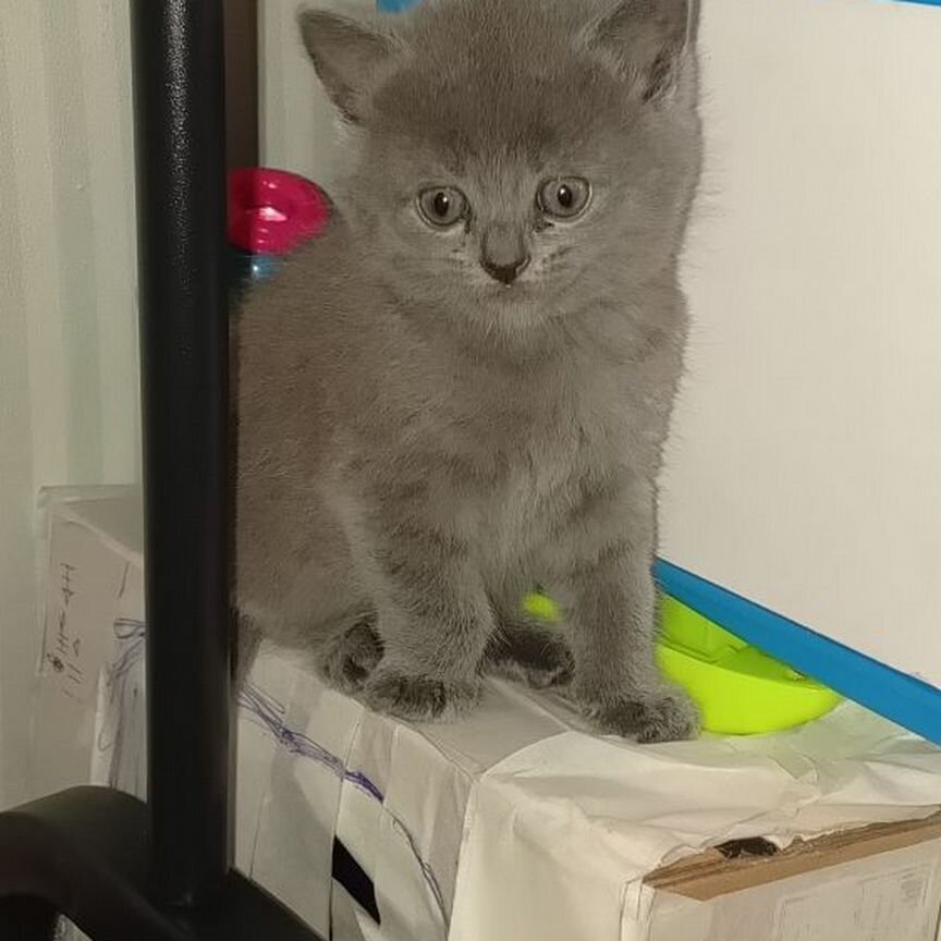 Шотландский вислоухий длинношёрстный котёнок