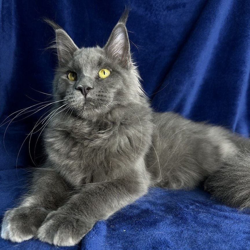 Мейн-кун голубой великан