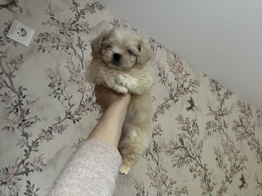 Мальтипу очаровашка