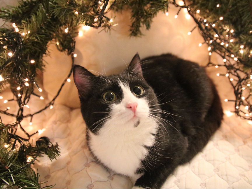 Котенок подросток девочка в добрые руки