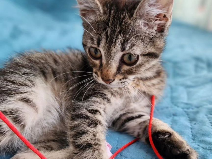 Котёнок Лакки в добрые руки